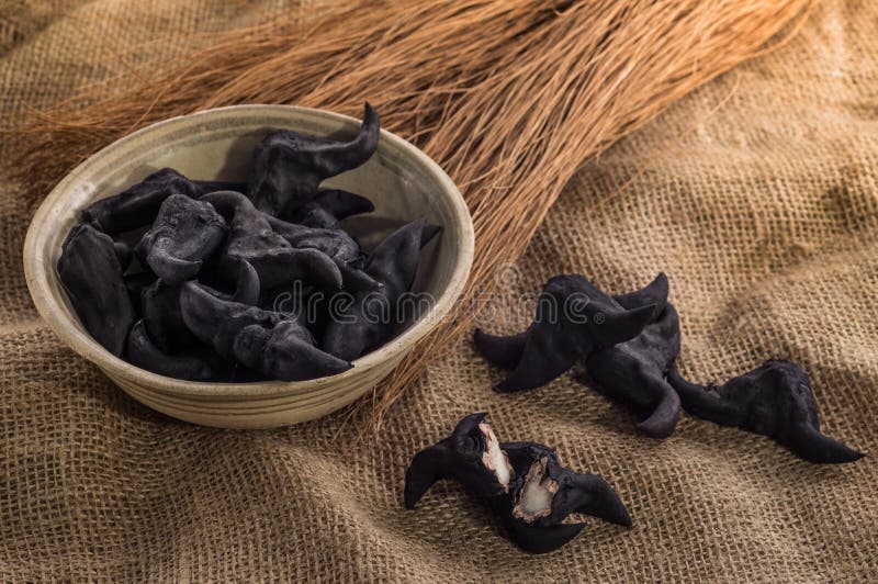 Water Caltrops stock image. Image of toughness, head - 45629271