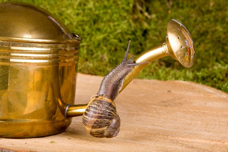 Water can with snail stock photo. Image of roman, feelers - 5907038