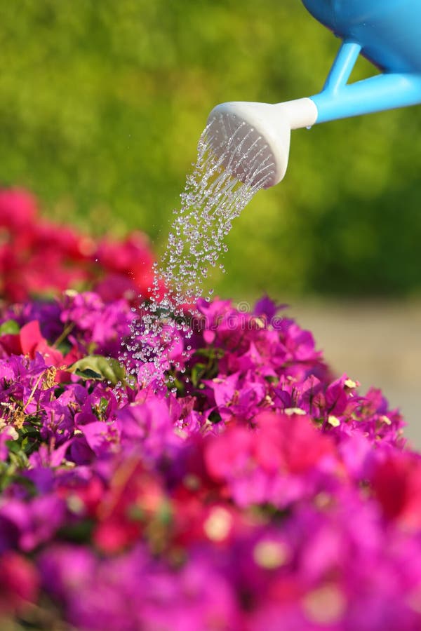 Water Can Watering a Beautiful Pink Flowers Stock Image - Image of ... Water Can Watering a Beautiful Pink Flowers Stock Image - Image of ...
