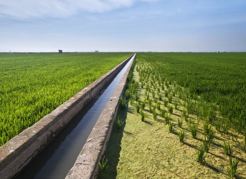 Water Canal between Paddy Fields Stock Photo - Image of rural ...