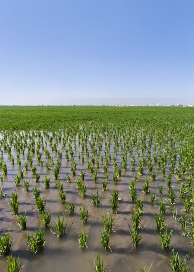 Water Canal between Paddy Fields Stock Photo - Image of water ...