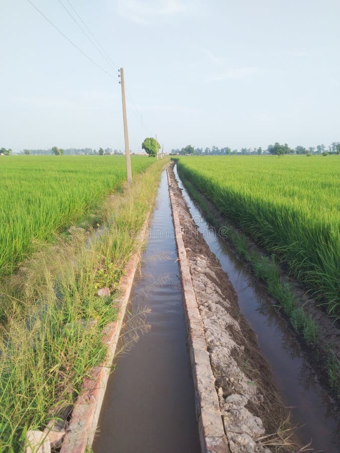 1,059 Paddy Field Irrigation Canal Stock Photos - Free & Royalty-Free ...