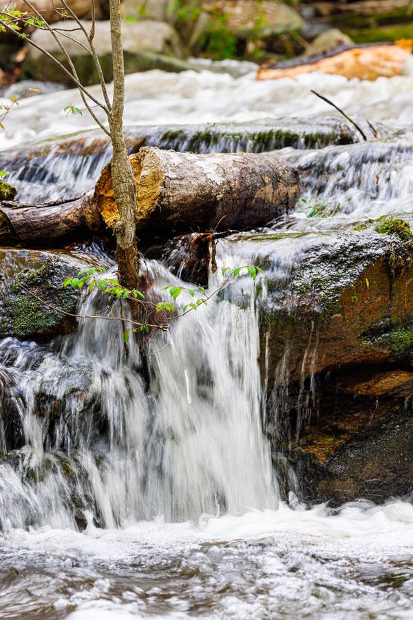Water Cascading Over Rock with Young Green Tree Branch Sapling Stock ...