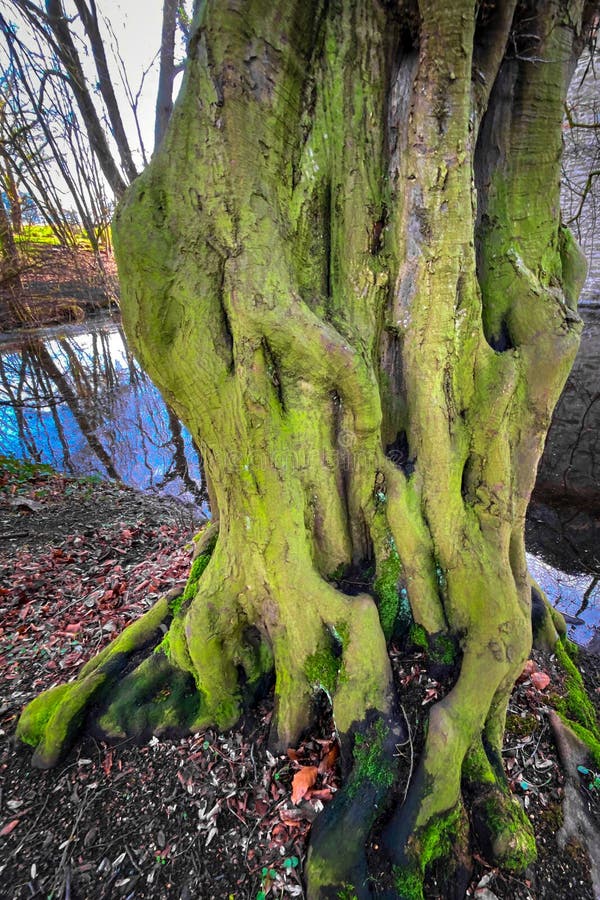 Old Water Castle with Trees and Reflections in Water Stock Photo ...
