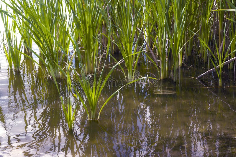 Cattail in water stock image. Image of swamp, river, seed - 68919643