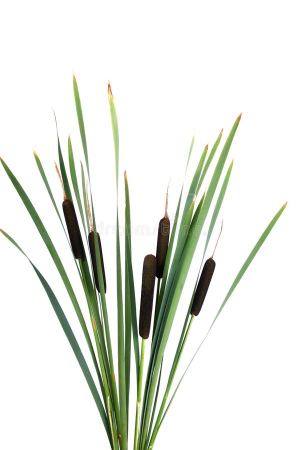 Cattails stock photo. Image of rhizome, haulm, straw - 11257970