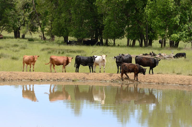 432 Cattle Drinking Water Pond Stock Photos - Free & Royalty-Free Stock ...