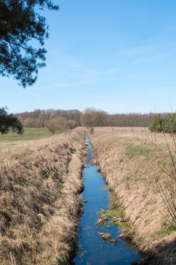 Water Channel on the Clearing Stock Image - Image of nature, trees ...
