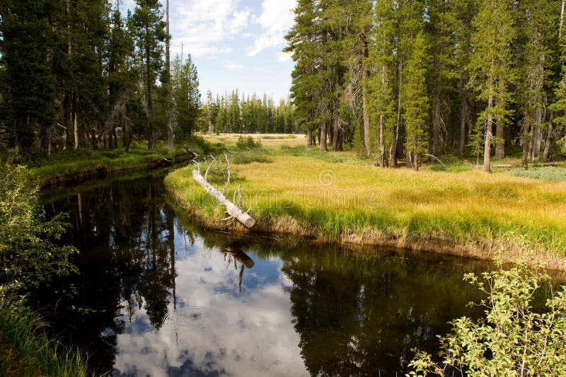 Water Channel through Forest Stock Photo - Image of wood, tributary ...