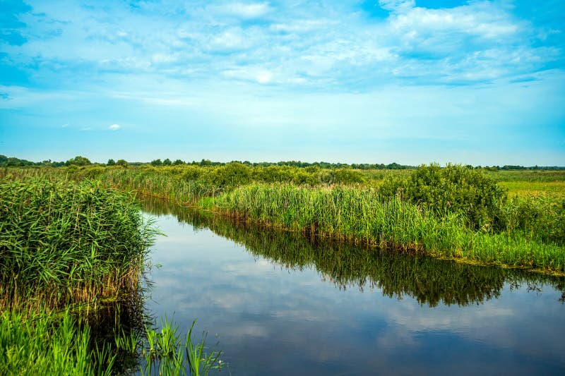 Water Channel for Irrigation, with Thickets of Reeds Along Banks Stock ...