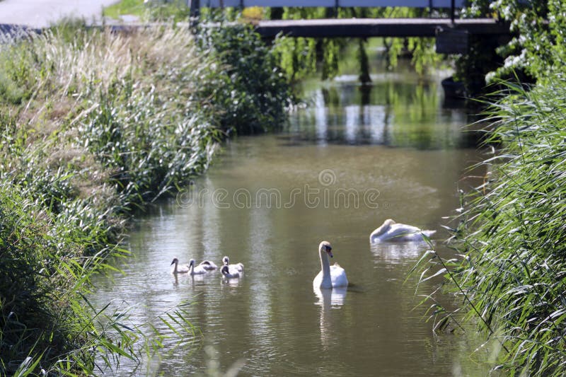 Water Channel in the Middle of the Zuidplaspolder Stock Photo - Image ...