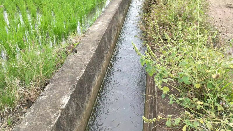 Water Channels in Rice Fields in Indonesia Stock Footage - Video of ...