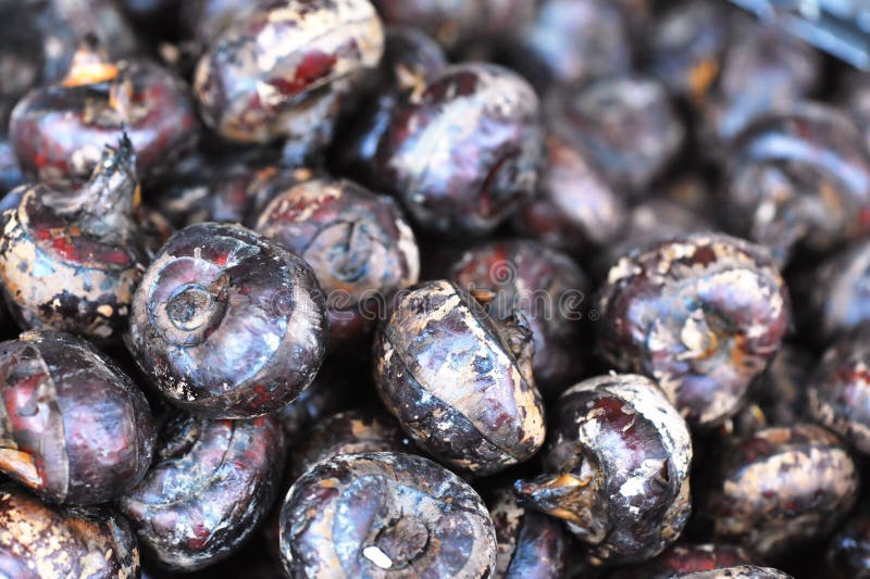 Water chestnut stock image. Image of asian, food, chestnut - 23549111