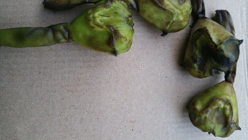 Apulid Stock Photos - Free & Royalty-Free Stock Photos from Dreamstime