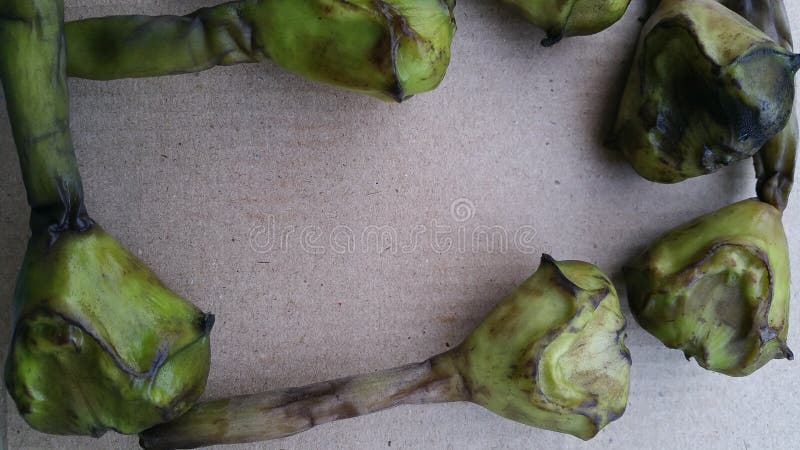 Apulid Stock Photos - Free & Royalty-Free Stock Photos from Dreamstime