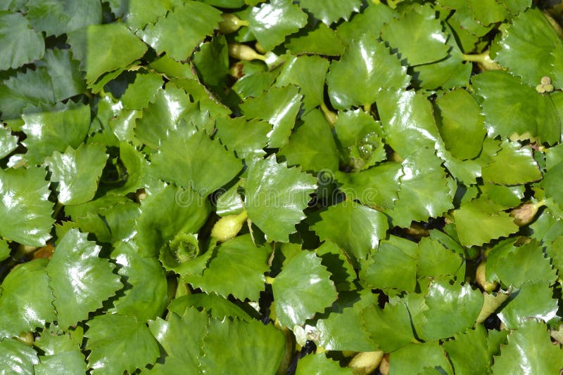Water chestnut stock photo. Image of garden, close, chestnut - 268646830