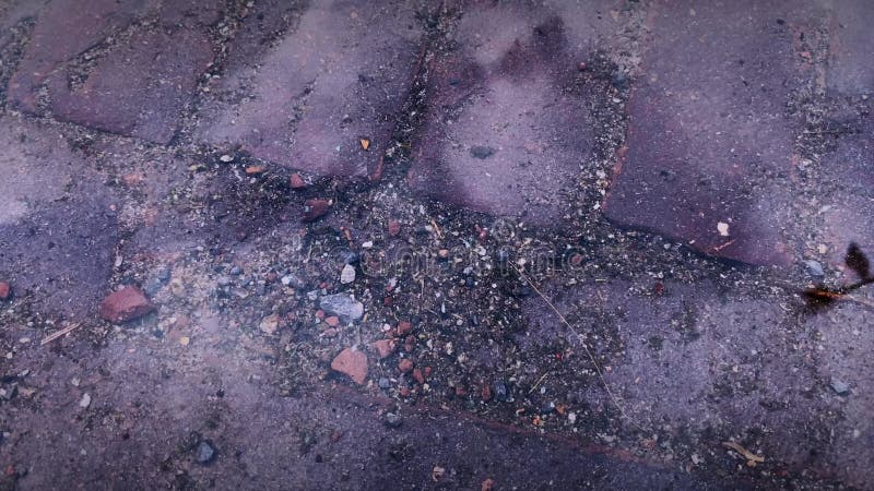 Rainwater. Water Clean Surface with Various Small Objects Floating in ...