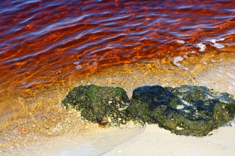 20,705 Red Tide Stock Photos - Free & Royalty-Free Stock Photos from ...