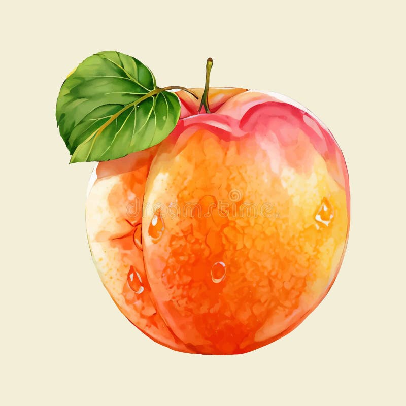 Water Color Vector Simple Peach Fruit Stock Vector - Illustration of ...