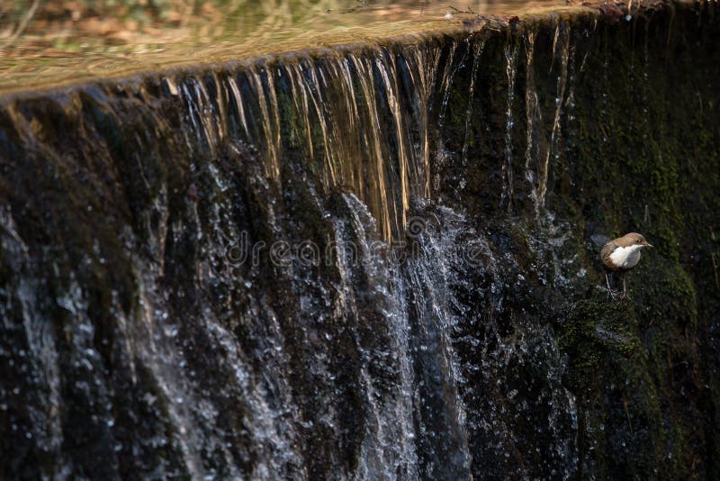 River Water Flowing with Light Reflecting of Its Surface Stock Image ...