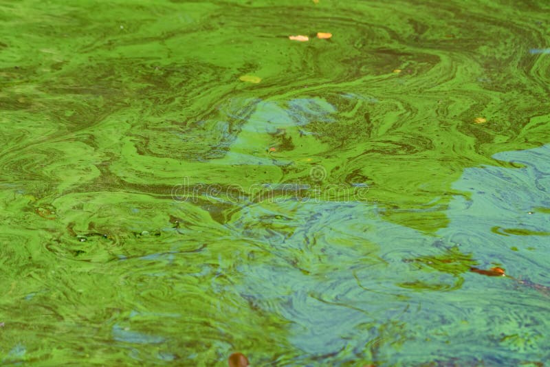 Close Up Sea Water Surface Polluted with Green Algae Stock Image ...