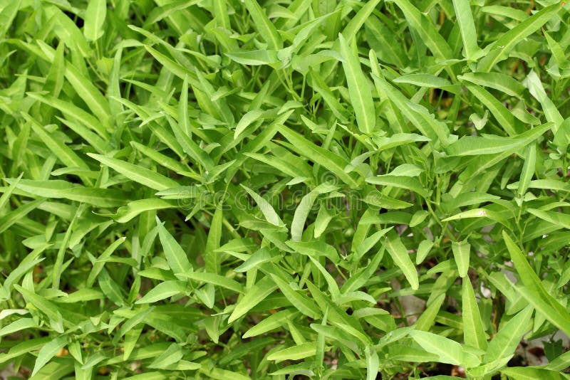 Water convolvulus stock photo. Image of dietary, green - 24865286