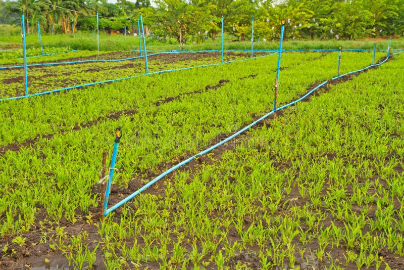Water Convolvulus stock photo. Image of green, organic - 32659596