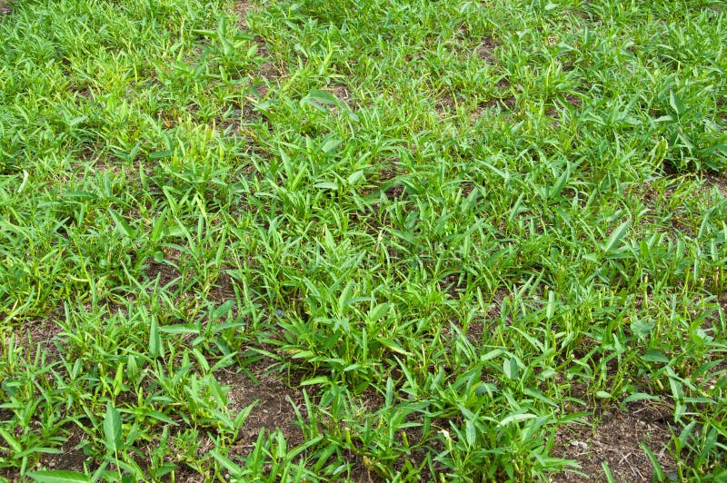 Water Convolvulus stock image. Image of cooking, organic - 39025177