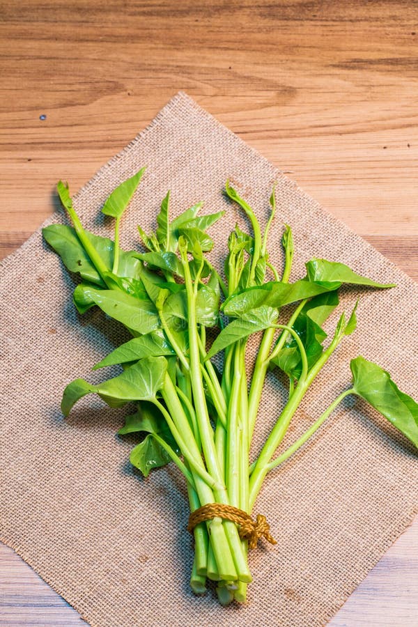 Water Convolvulus stock image. Image of fresh, swamp - 60388685