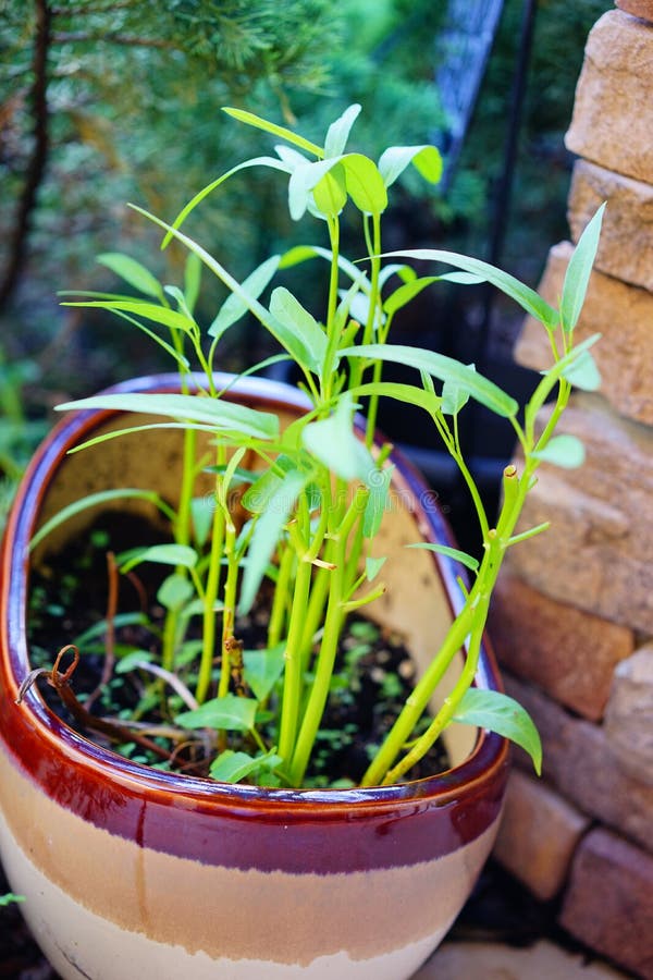 Convolvulus stock photo. Image of allotment, earth, blue - 114943700