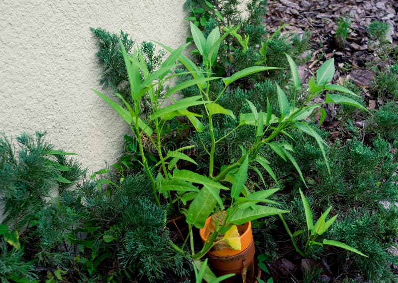 Water Convolvulus stock image. Image of compost, outdoors - 155867823
