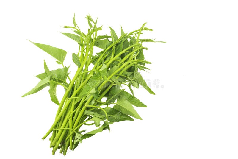 Water convolvulus stock photo. Image of outdoor, nature - 35040470