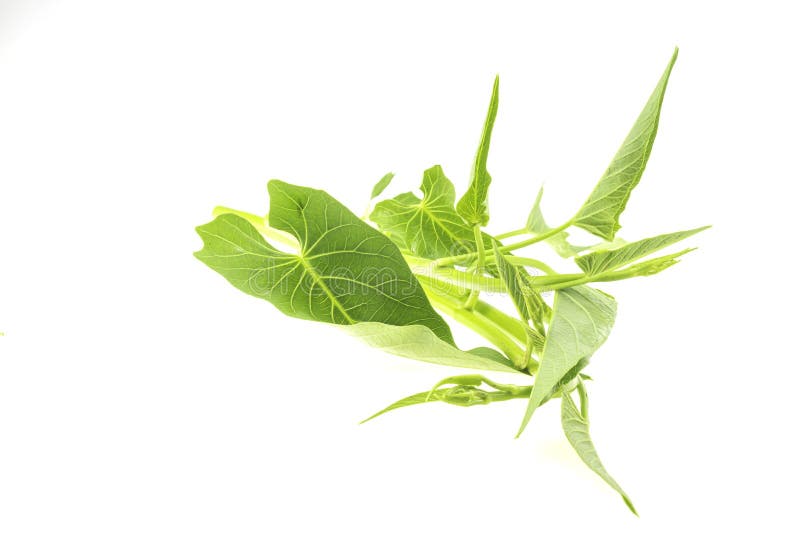 Water Convolvulus stock photo. Image of reptans, aquatica - 78467684