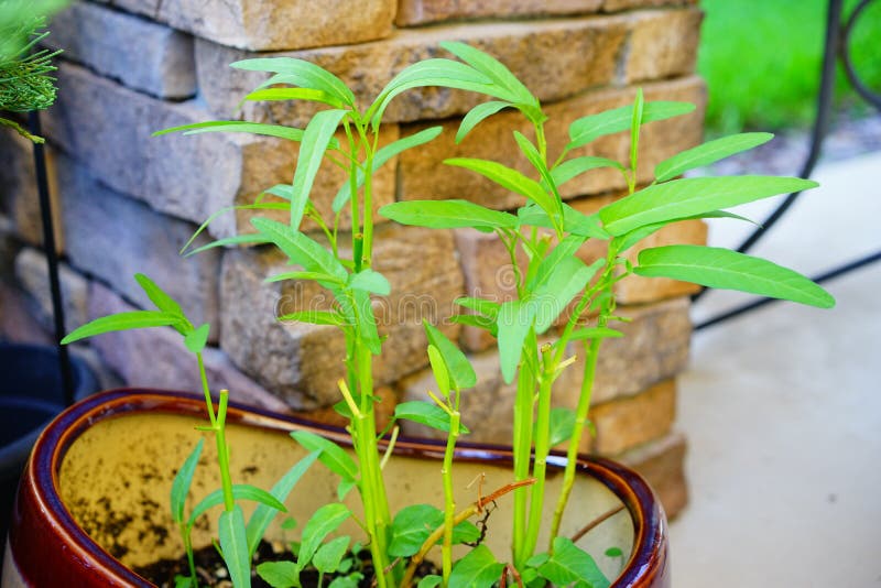 Convolvulus stock photo. Image of allotment, earth, blue - 114943700