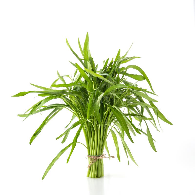 Water Convolvulus stock image. Image of aquatica, vegetable - 78239879