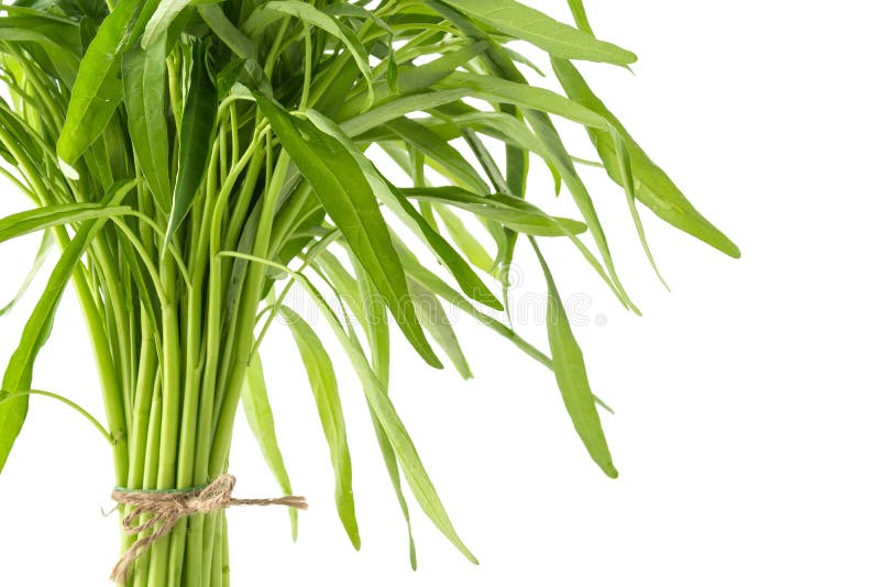 850 Water Convolvulus Stock Photos - Free & Royalty-Free Stock Photos ...