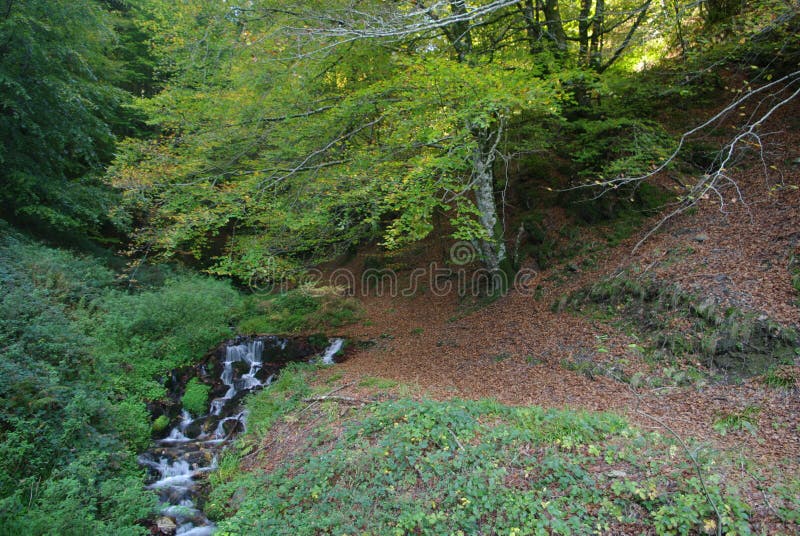 Water Course in Irati, Spain Stock Image - Image of sensation, plant ...