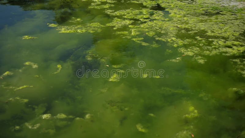 Water Covered with Green Algae. Background of Green Algae Blooming in ...