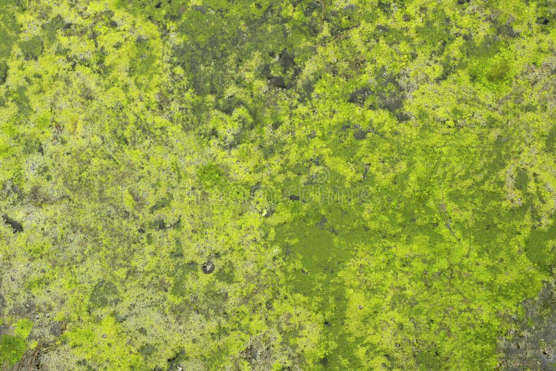 Water Covered Marsh Mud Background Stock Photo - Image of texture, deep ...