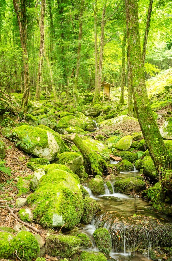 Water creek in a forest stock image. Image of vegetation - 44952661