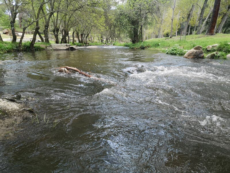 Water Creek in the Woods in Spring Stock Image - Image of madrid ...
