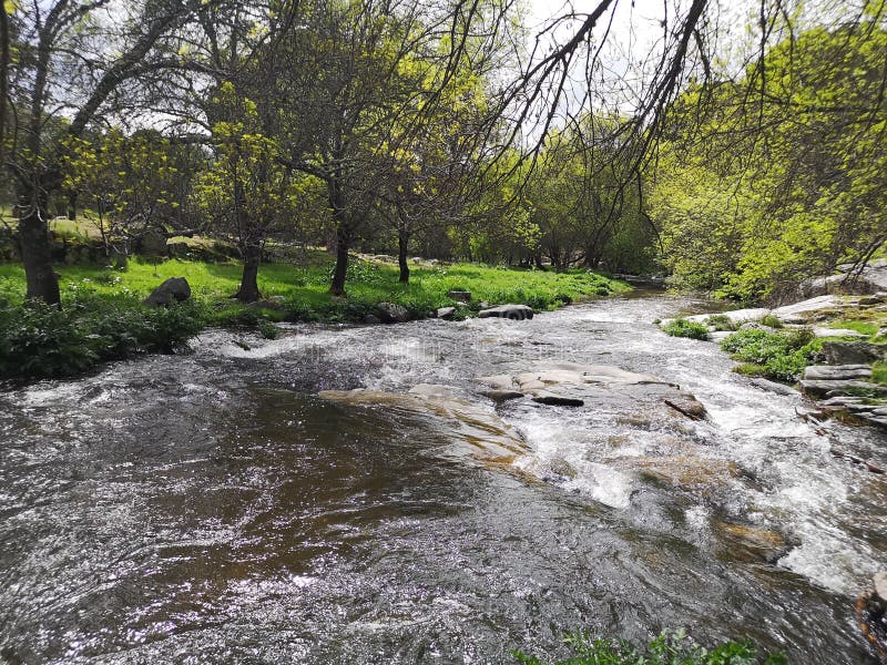 Water Creek in the Woods in Spring Stock Image - Image of beauty ...