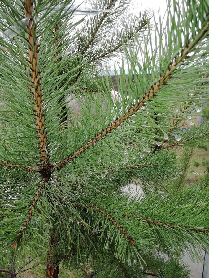 Water on cristmas tree stock photo. Image of water, cristmas - 114835524