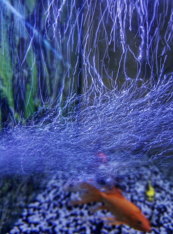 Water current in fish tank stock photo. Image of tank - 258478648