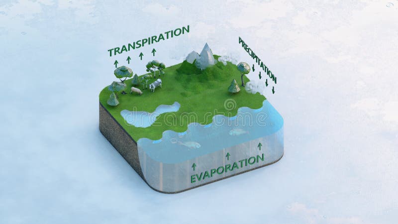 Water Cycle 3d Model Showing Transpiration Precipitation Evaporation ...