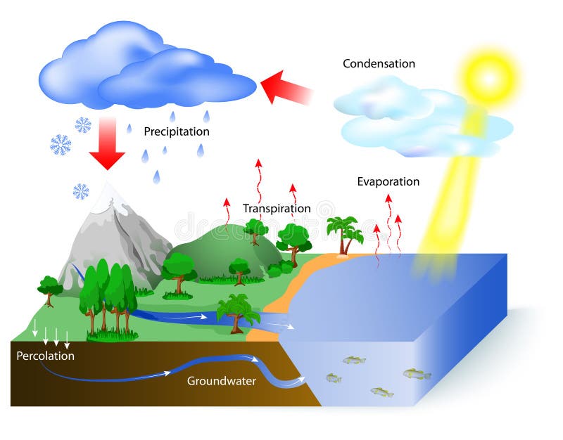 Water Cycle Black and White Stock Vector - Illustration of diagram ... Water Cycle Black and White Stock Vector - Illustration of diagram ...
