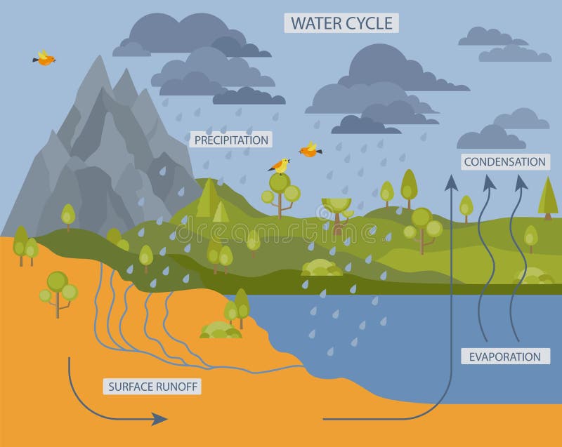 Water Cycle. Geography, Ecology Infographic Design Stock Vector ...