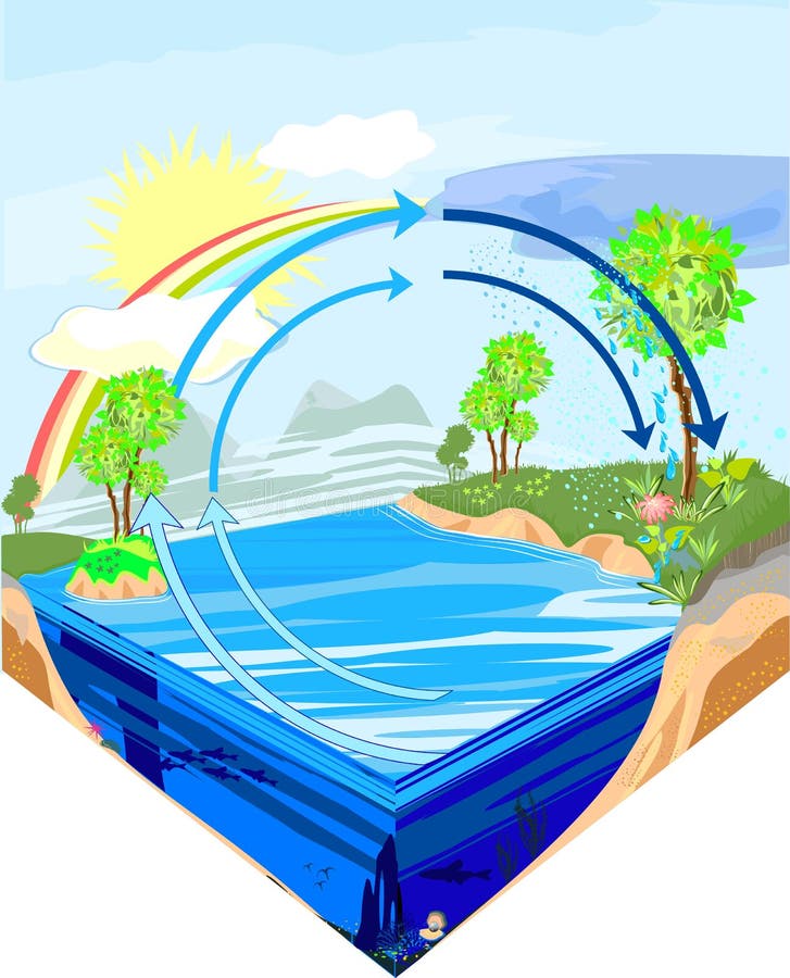 Water Cycle Black and White Stock Vector - Illustration of diagram ...