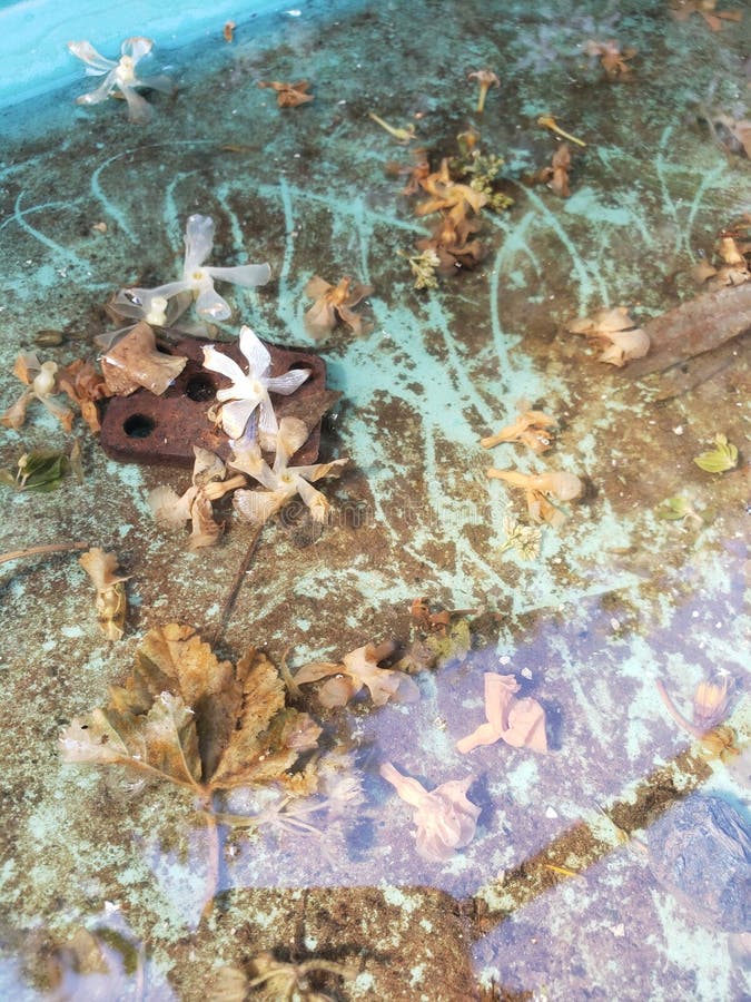 Water Dead Flowers Dirt Texture Stock Photo - Image of white, dead ...