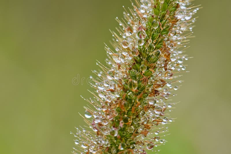 Water Decor by Nature stock image. Image of clear, field - 201930723
